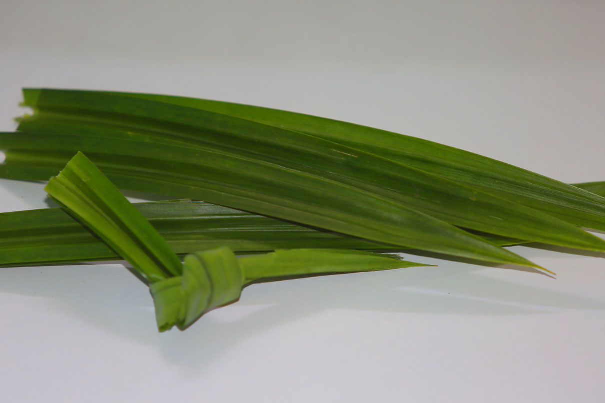 5 Manfaat Daun Pandan, Bikin Kanker Ogah Menyerang